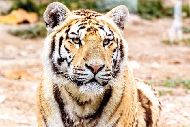 Magic Natura - Animal, Waterpark & Polynesian Lodge Resort in Benidorm ...